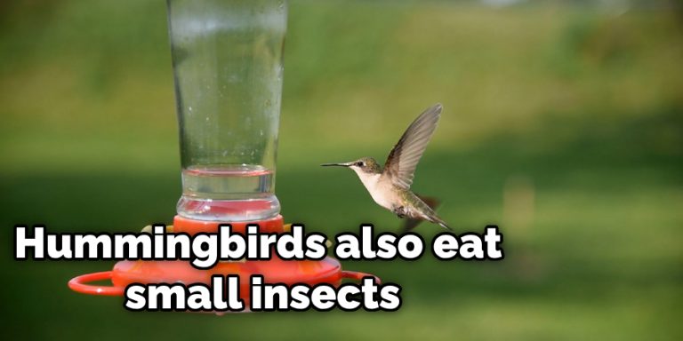 How to Tell if Hummingbird Feeder Is Working - Step by Step Guide ...